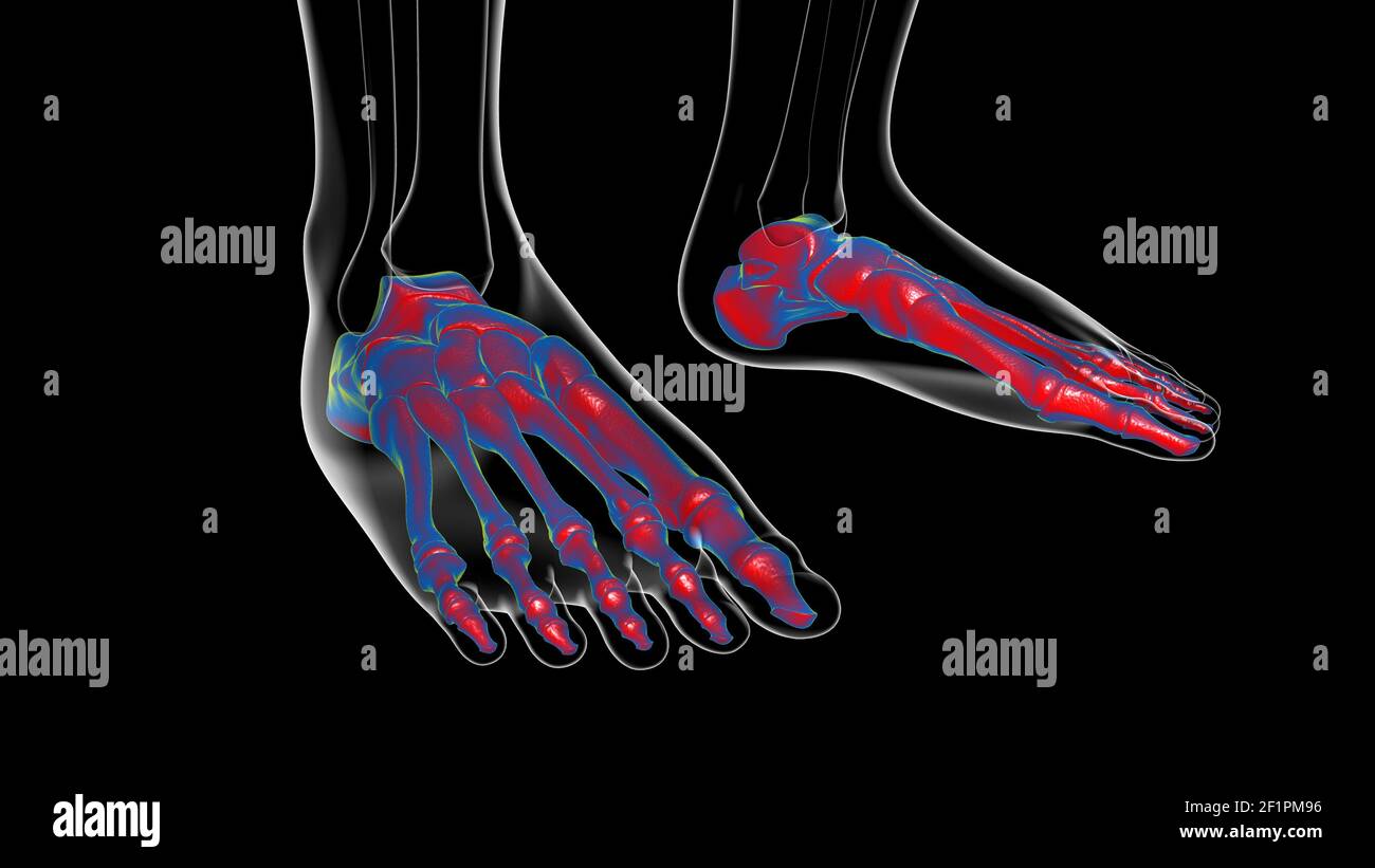 Human Skeleton Foot bones Anatomy For Medical Concept 3D Illustration ...