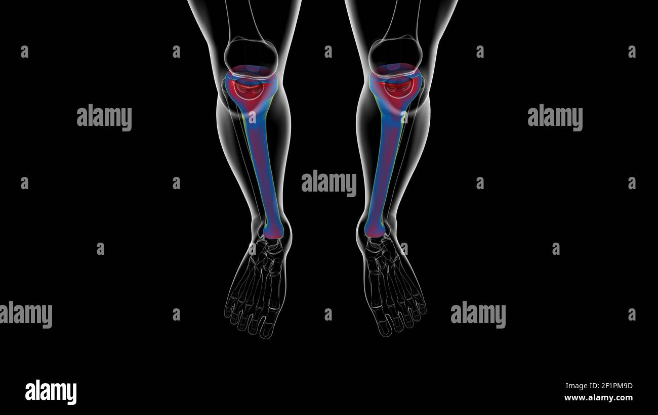 Human skeleton anatomy Tibia Bone 3D Rendering For Medical Concept ...