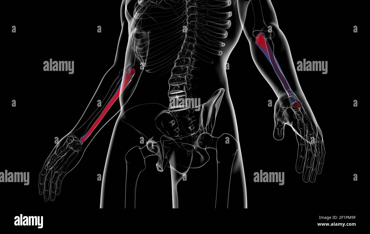 Human skeleton anatomy Ulna Bone 3D Rendering For Medical Concept Stock ...