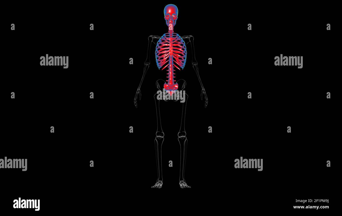 Human Skeleton Axial Skeleton Anatomy 3D Illustration Stock Photo - Alamy