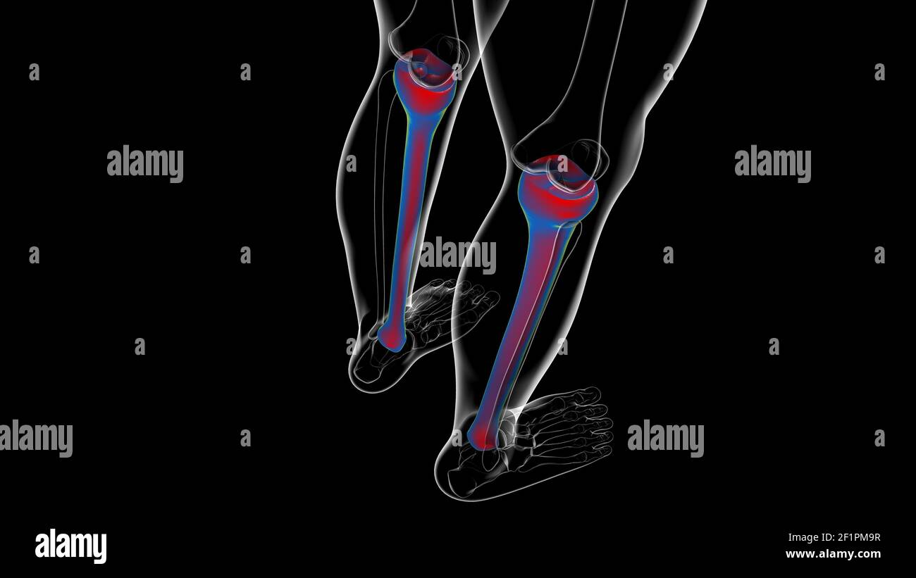 Human skeleton anatomy Tibia Bone 3D Rendering For Medical Concept ...