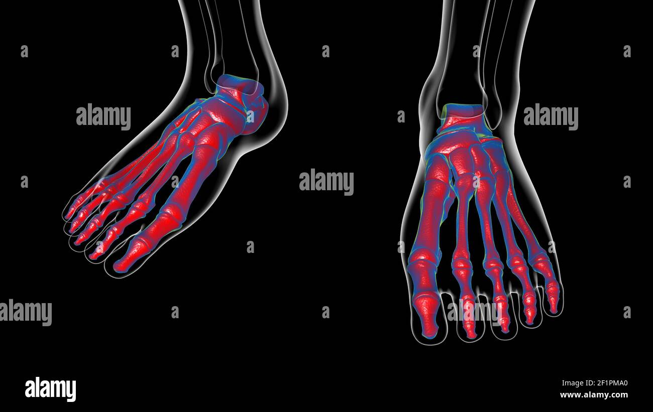 Human Skeleton Foot bones Anatomy For Medical Concept 3D Illustration ...