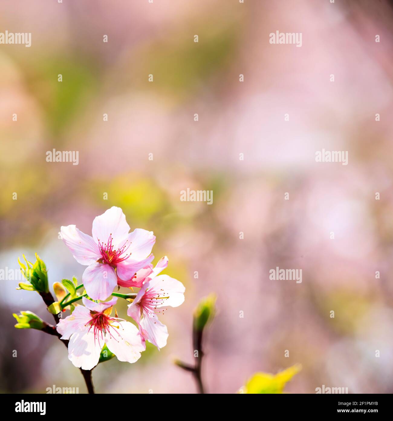 The beautiful realistic sakura japan cherry branch with blooming ...