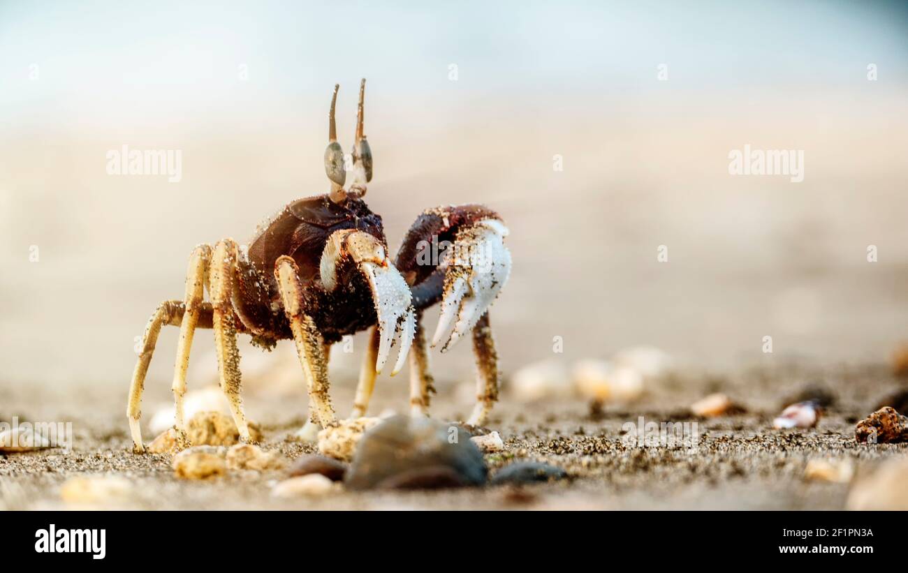 The crab stand on the beach and look at somewhere, Taiwan Stock Photo ...