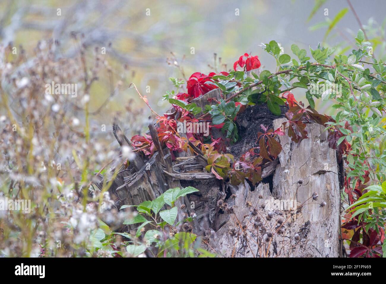 A closeup shot of blooming plants on a tree trunk on an autumn day ...
