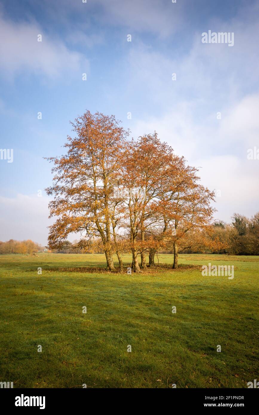 Group of tall colourful red orange brown trees in a large green field ...