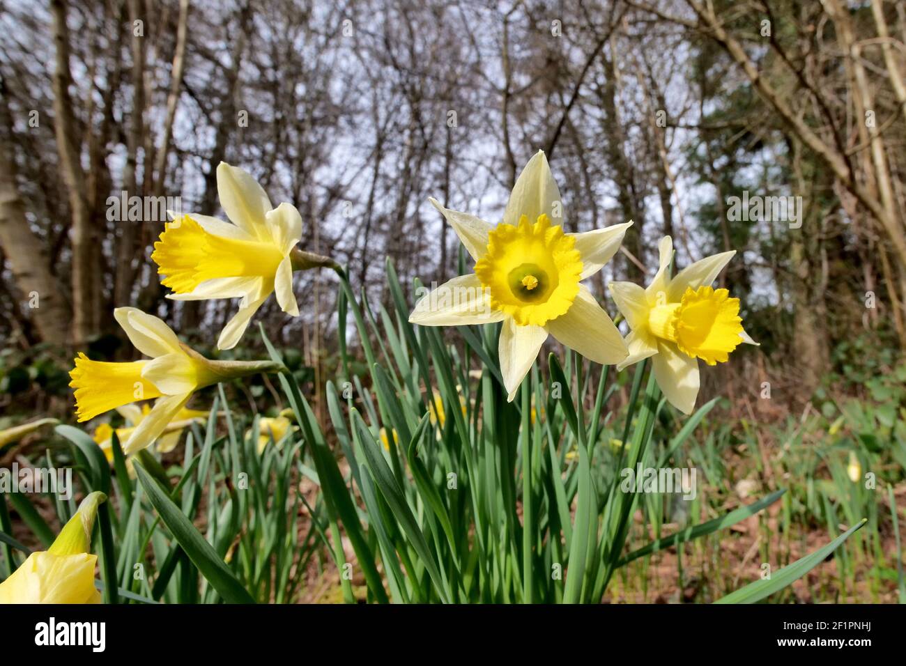 Daffodil festival gloucestershire hi-res stock photography and images ...