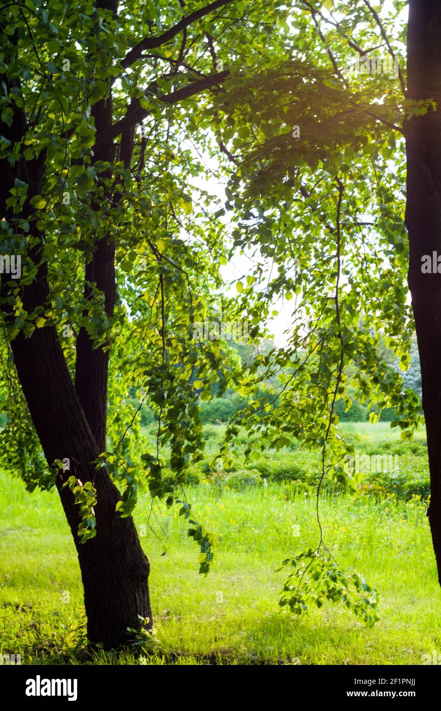 Spring landscape - bright green trees with young foliage on a bright ...