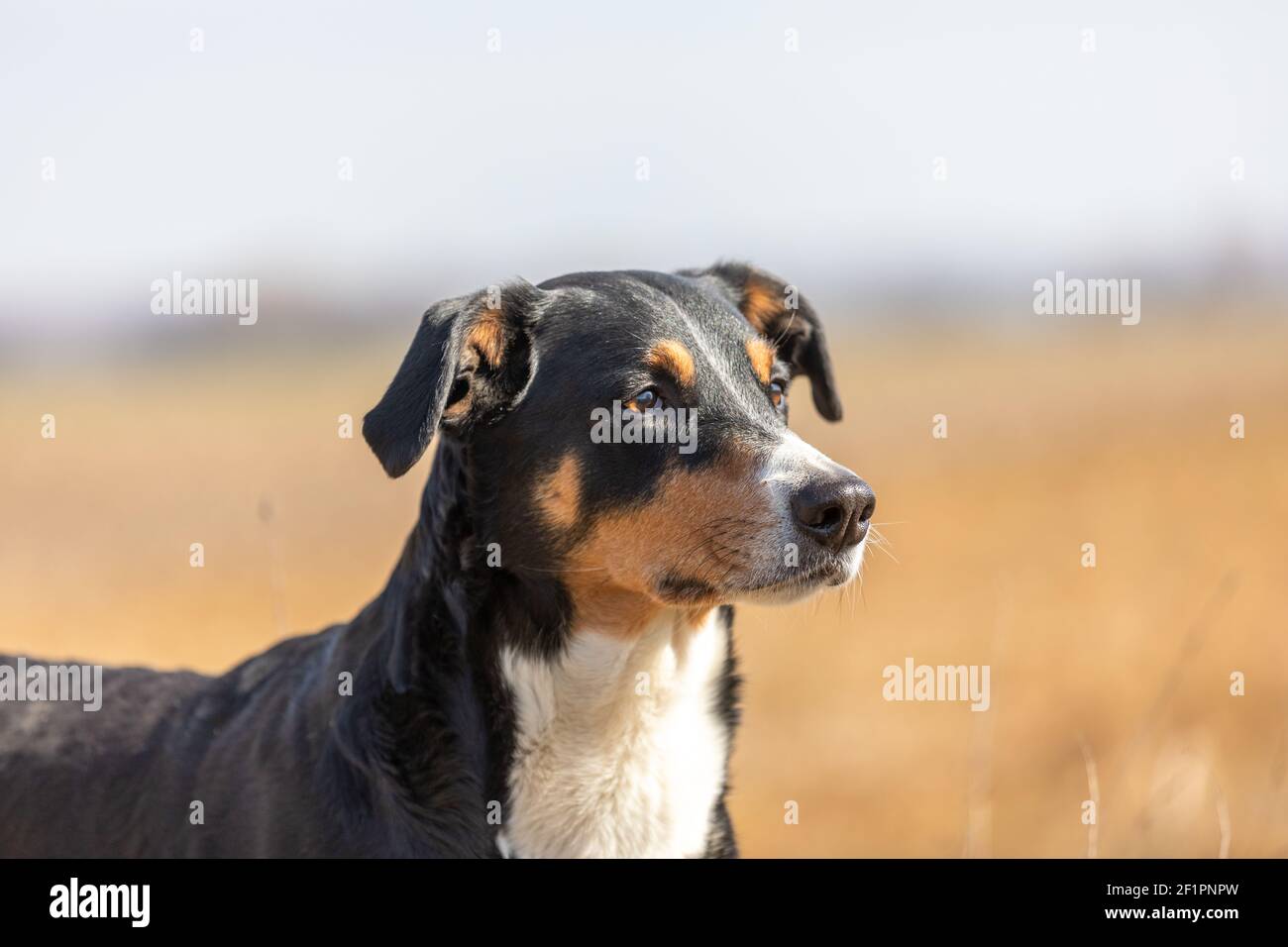 A close-up portrait of appenzeller sennenhund dog on a walk in a meadow ...
