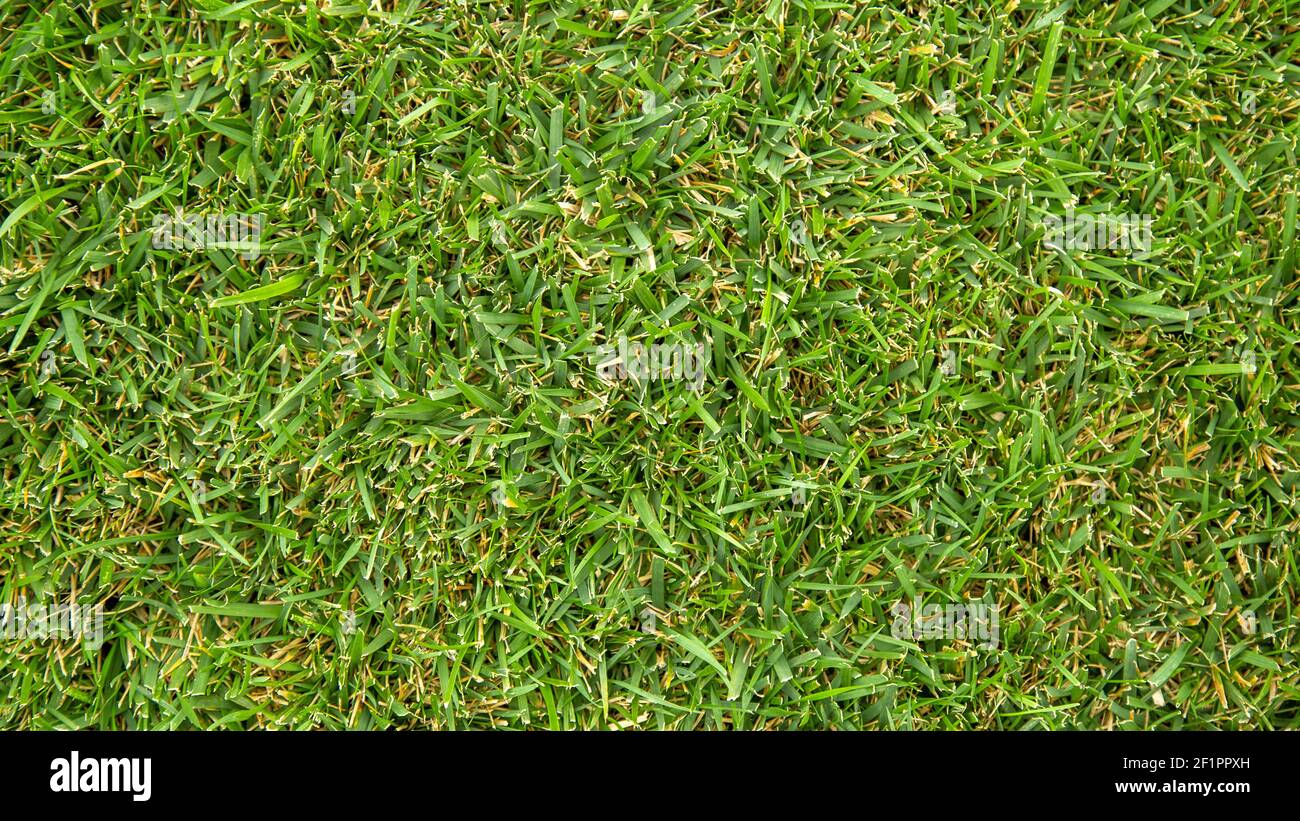 Fresh cutted grass. Nature texture background. Green grass lawn on the ...