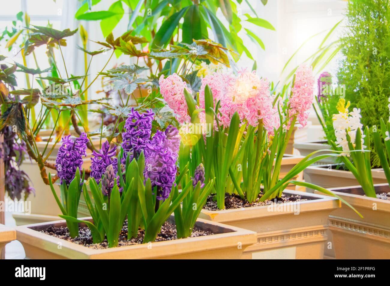 Hyacinths in pots hi-res stock photography and images - Alamy