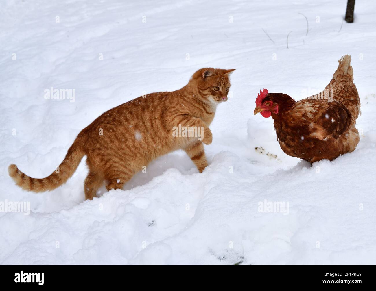 Hen poultry farm cat hi-res stock photography and images - Alamy