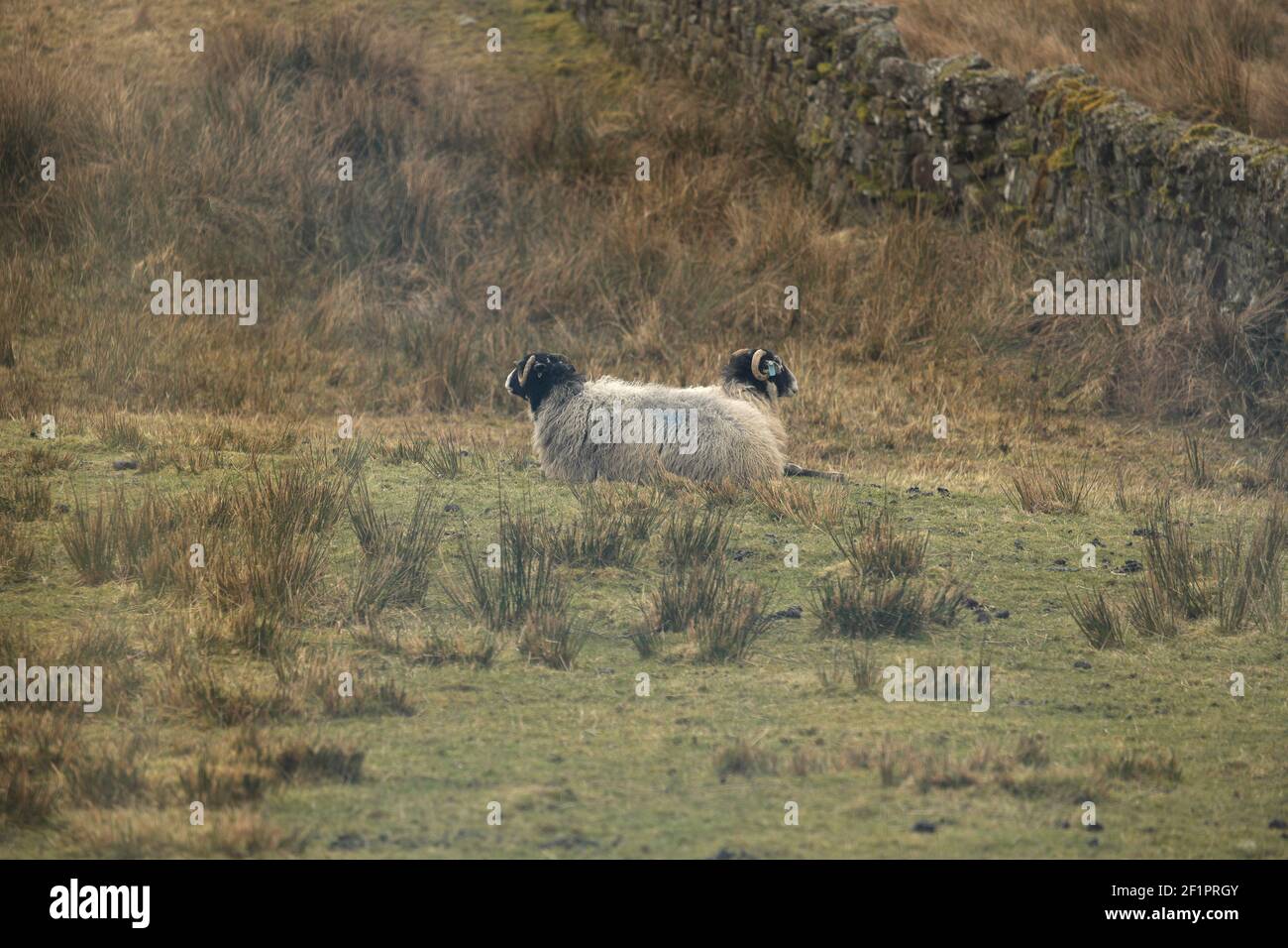 Two headed sheep hi-res stock photography and images - Alamy
