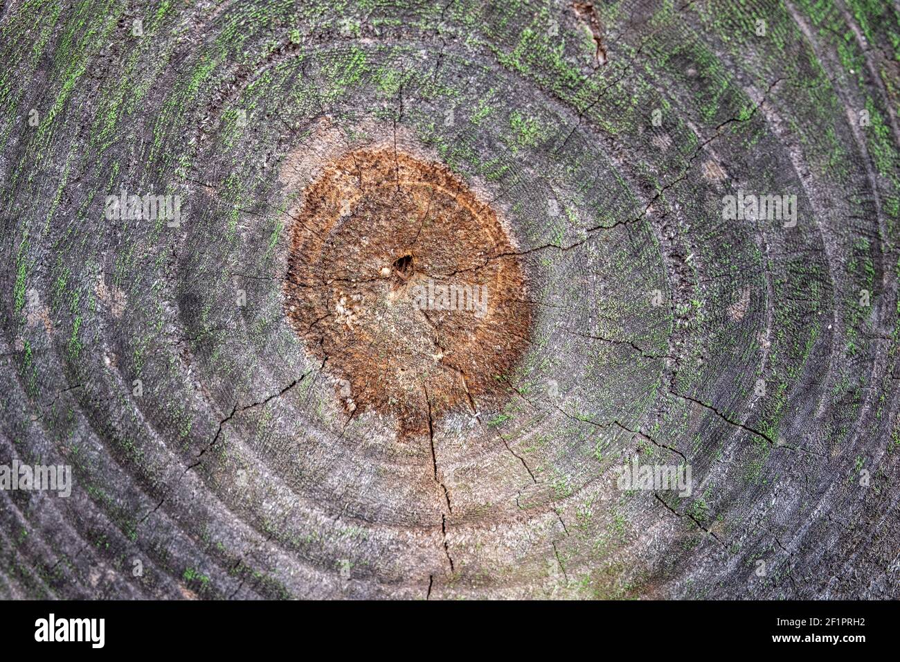 Patterns in section detail from the tree trunk Stock Photo - Alamy