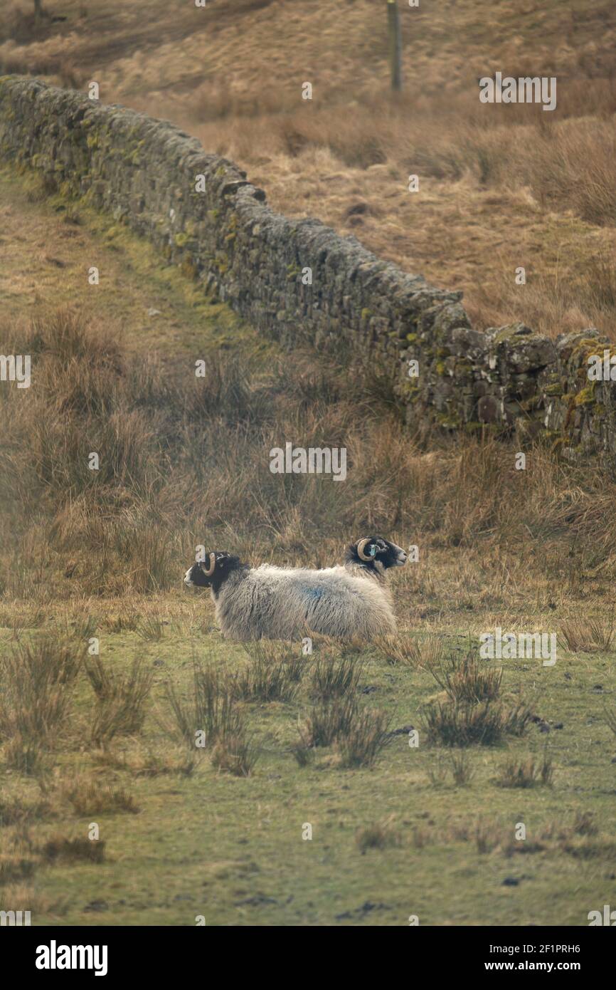 Two headed sheep hi-res stock photography and images - Alamy