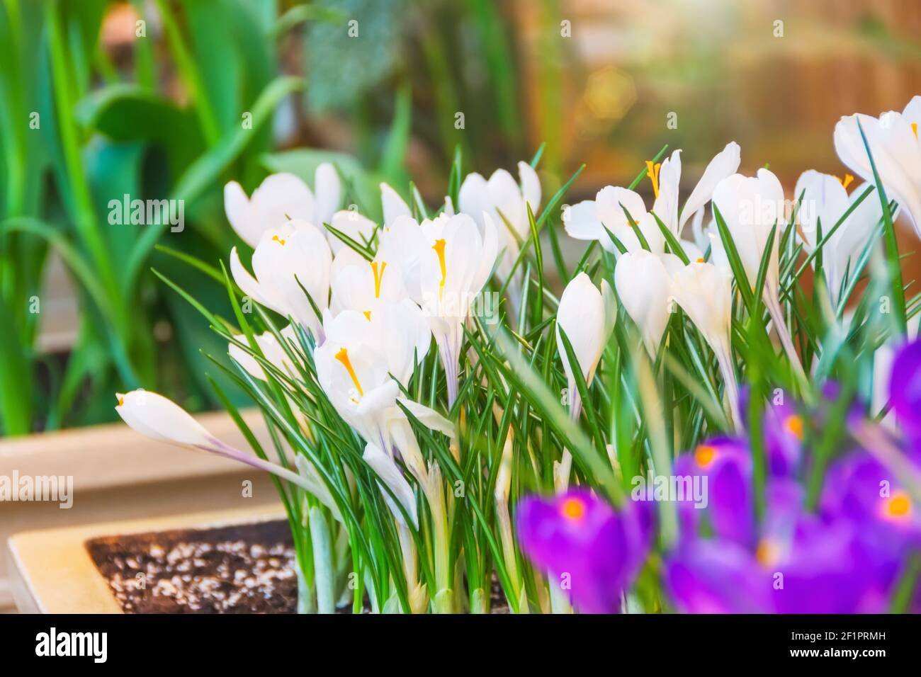 Pots crocuses hi-res stock photography and images - Alamy