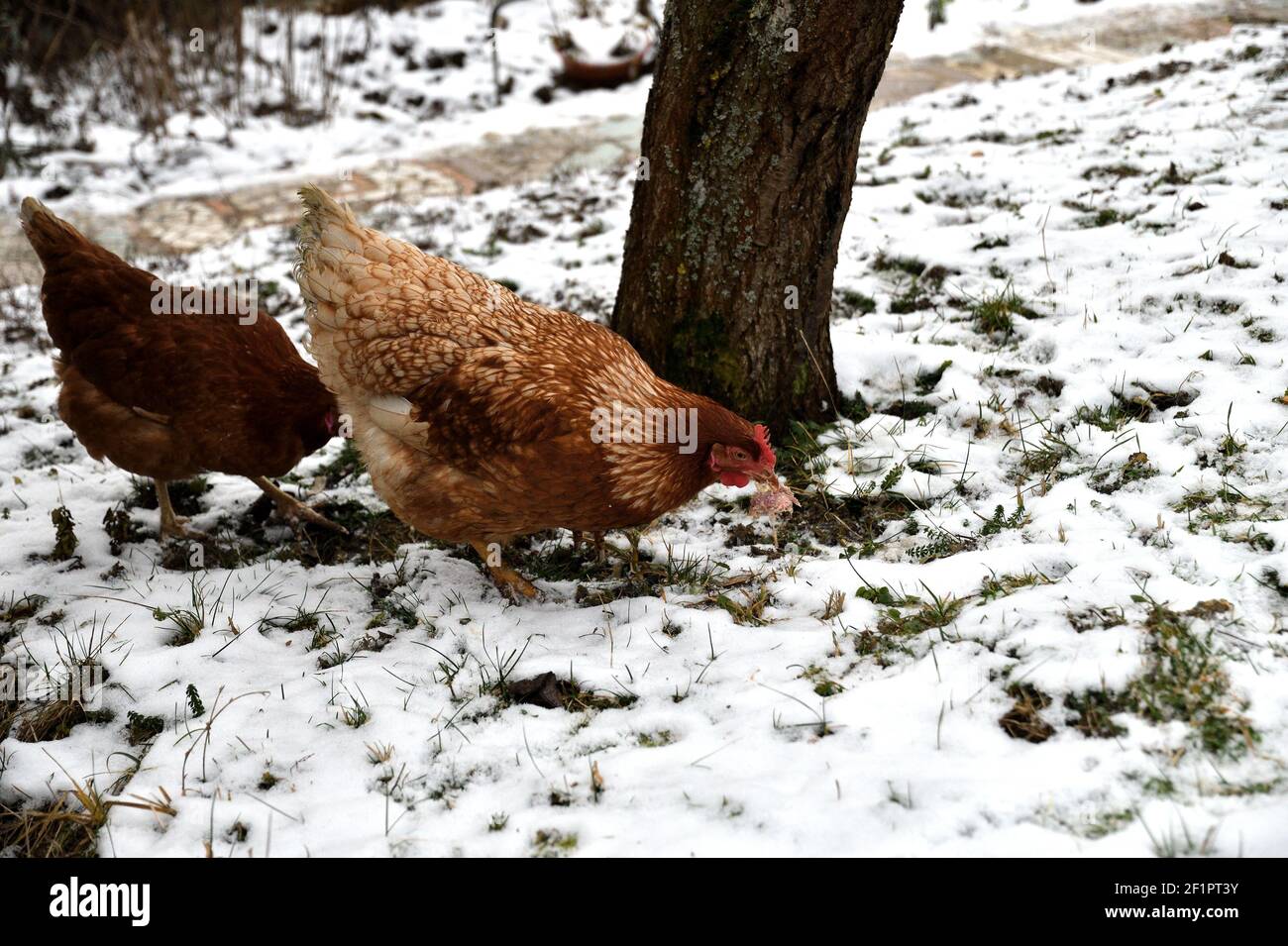 Domestic chicken walking and eating on the snow farm in the winter ...