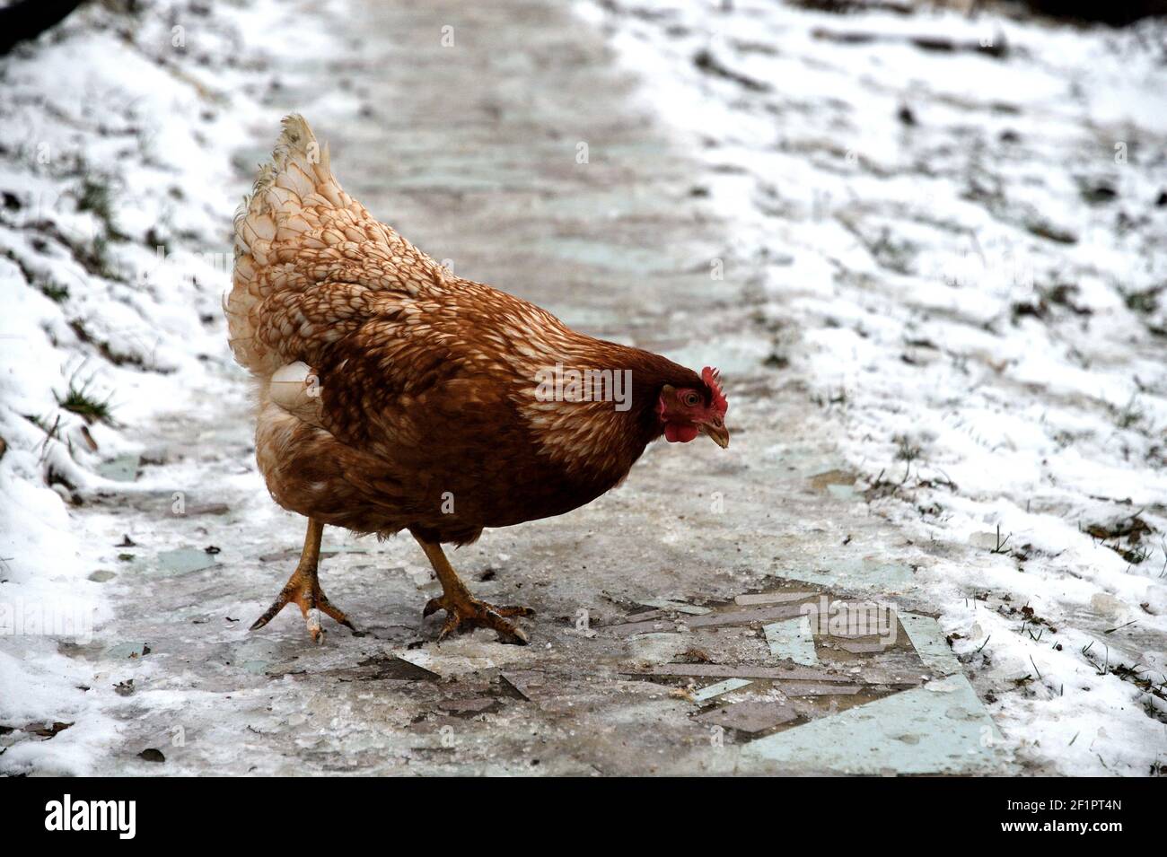 Domestic chicken walking and eating on the snow farm in the winter ...