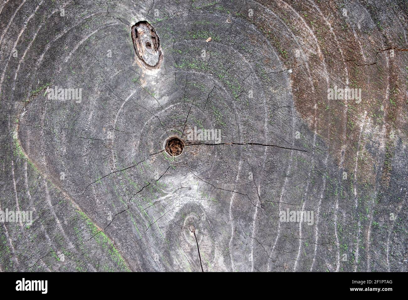 Patterns in section detail from the tree trunk Stock Photo - Alamy
