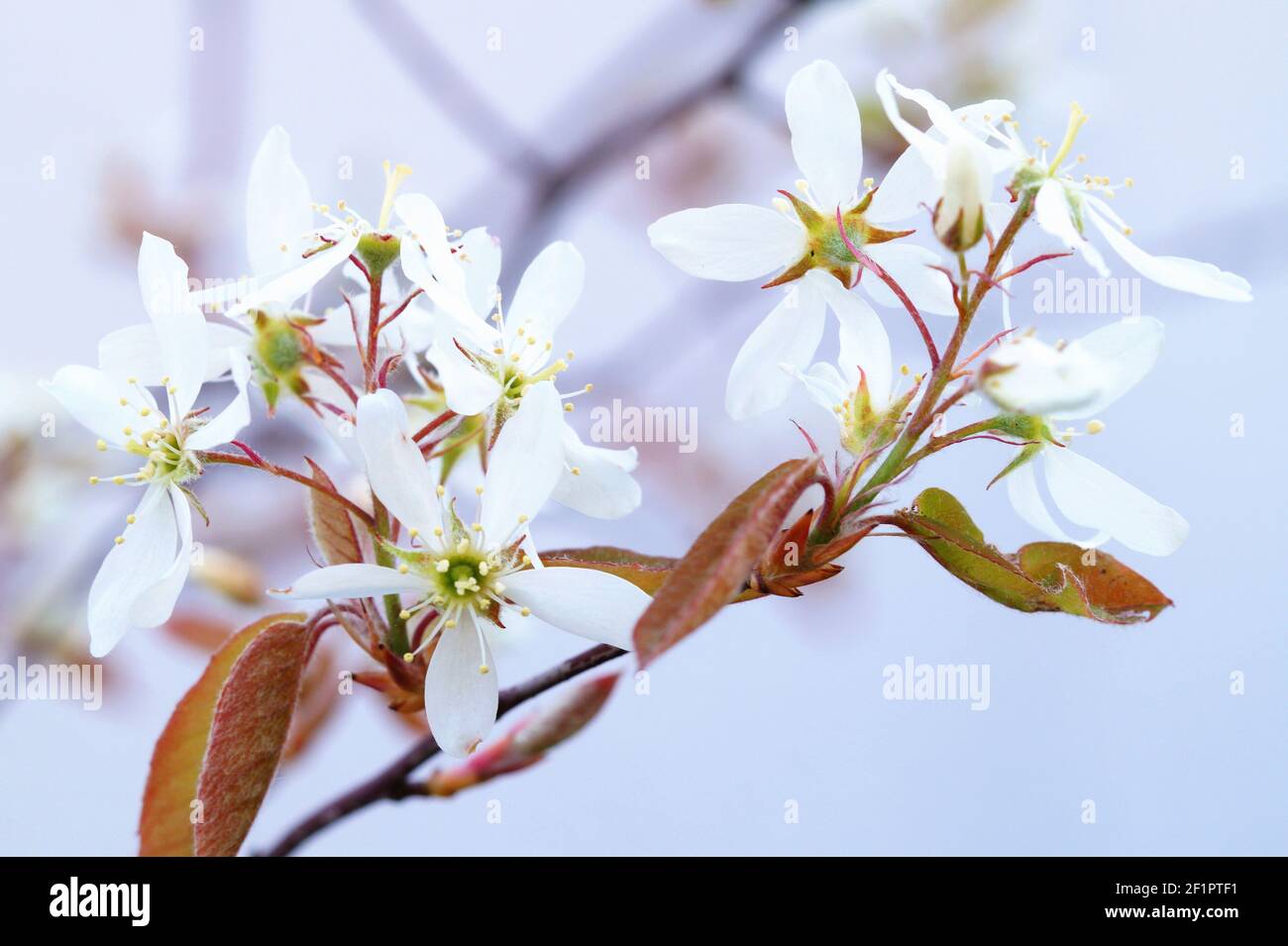 Juneberry Amelanchier High Resolution Stock Photography and Images - Alamy