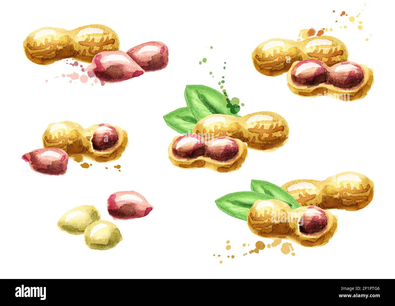 Hand drawn watercolor peanuts Stock Photo - Alamy