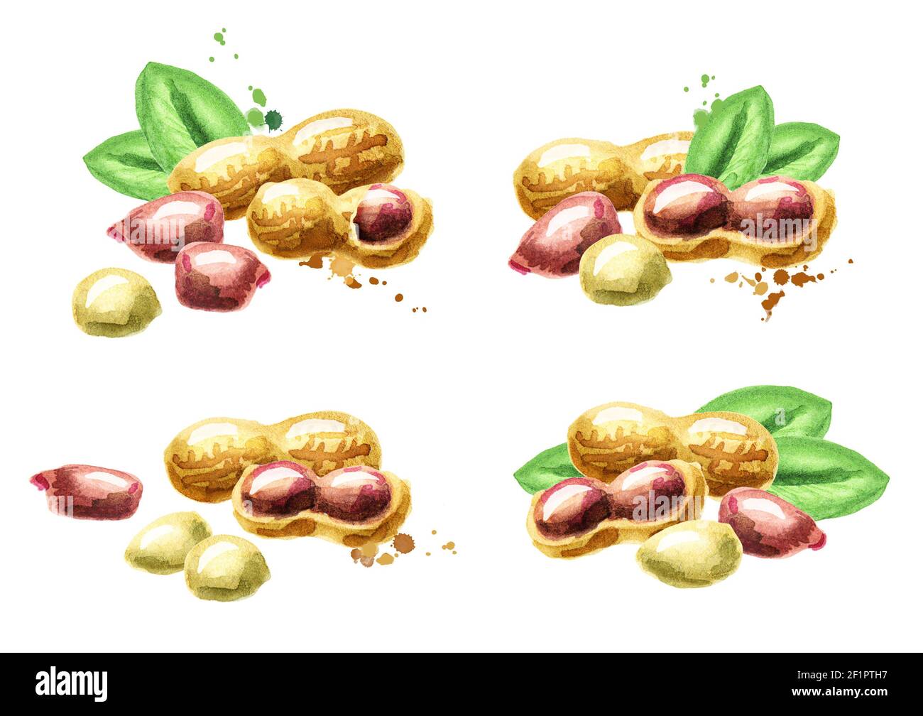 Hand drawn watercolor peanuts Stock Photo - Alamy
