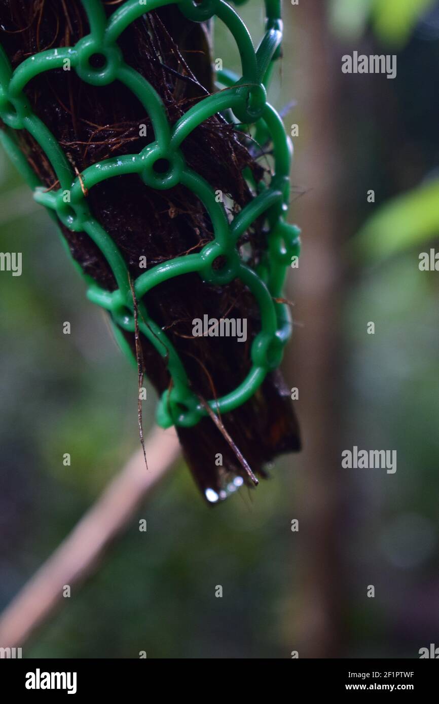 The dew drop Stock Photo - Alamy