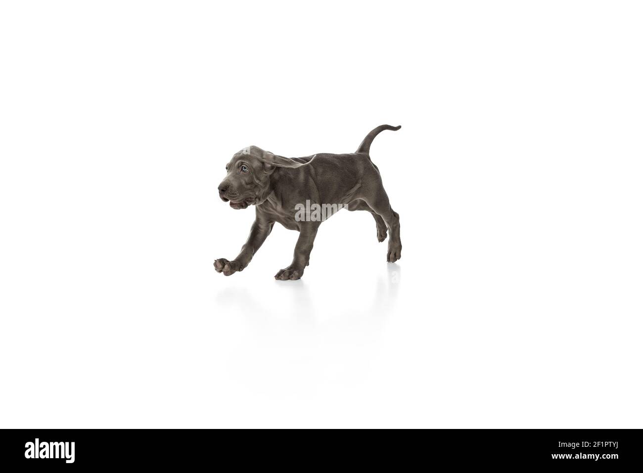 Puppy Running White Background