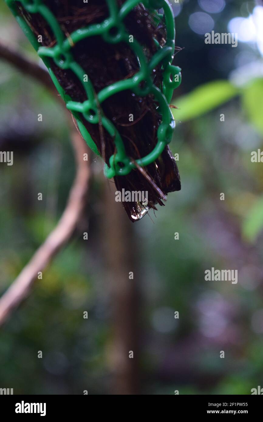 The dew drop Stock Photo - Alamy