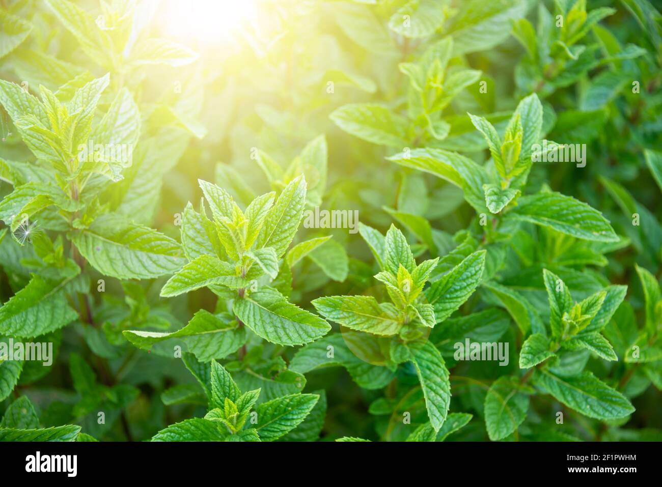 Mint growing in garden, fresh green vegetables Stock Photo - Alamy