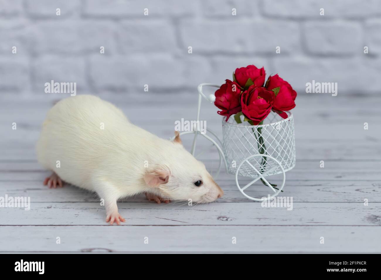 A cute white little rat sits next to a bouquet of red flowers. Flowers ...
