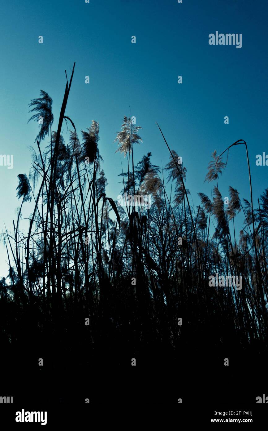 Reeds silhouette hi-res stock photography and images - Alamy