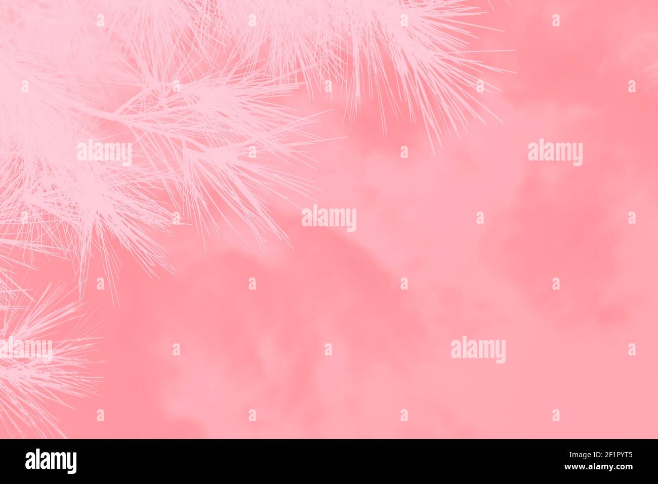 Pink coral pastel background with coniferous tree branch Stock Photo ...