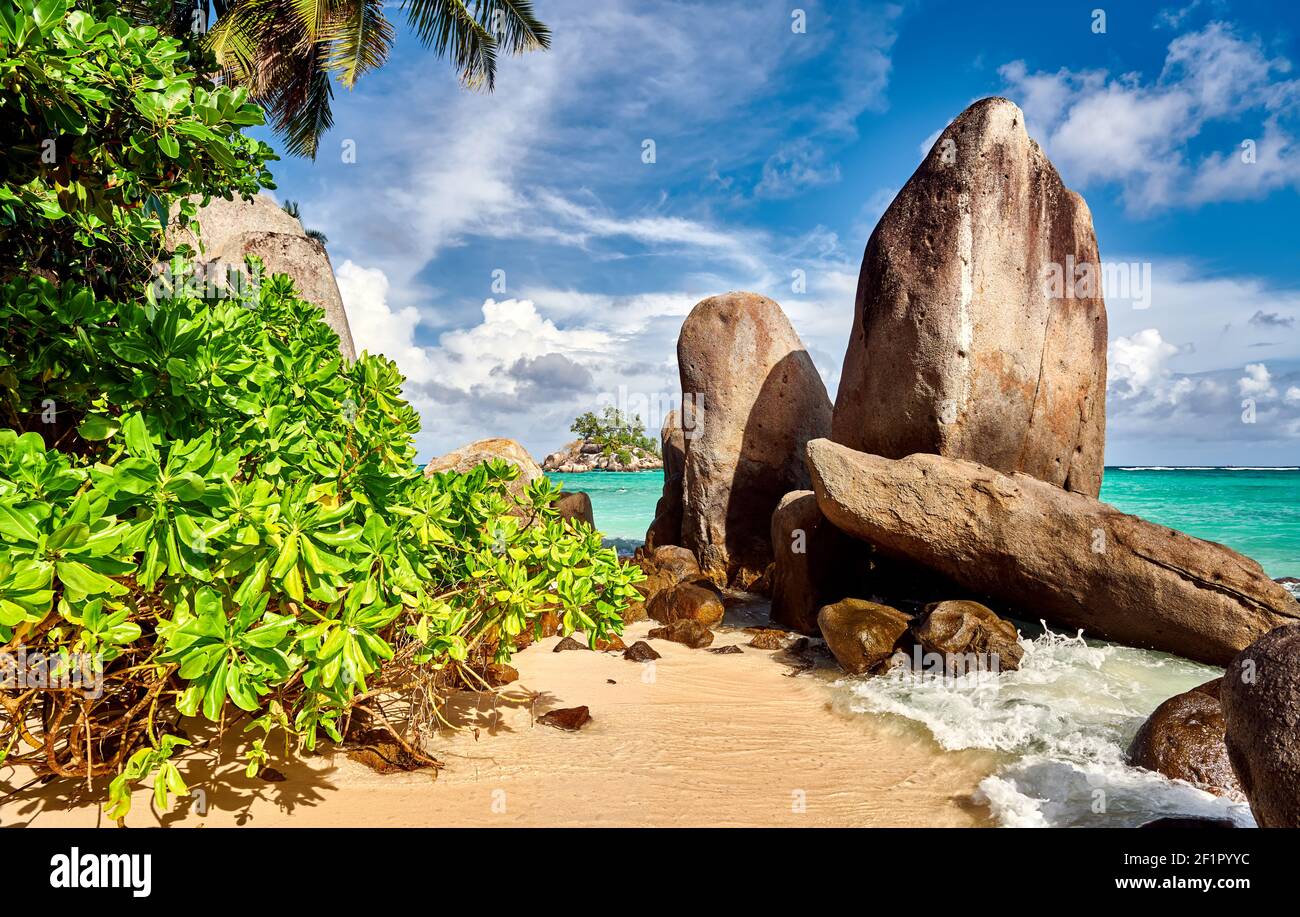 Beach with palm tree and rocks landscape Stock Photo - Alamy