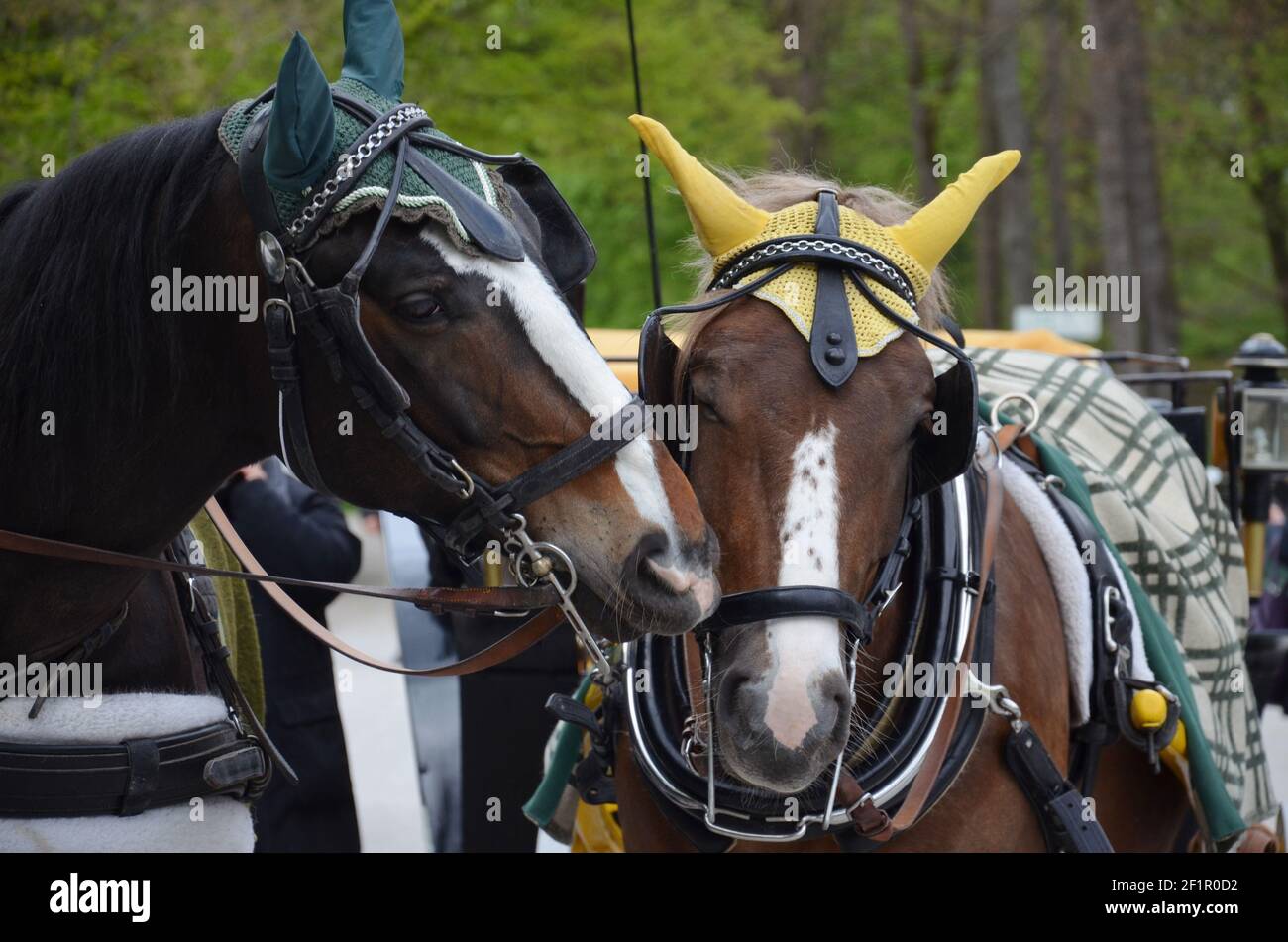 Pair of horses in a harness hi-res stock photography and images - Alamy
