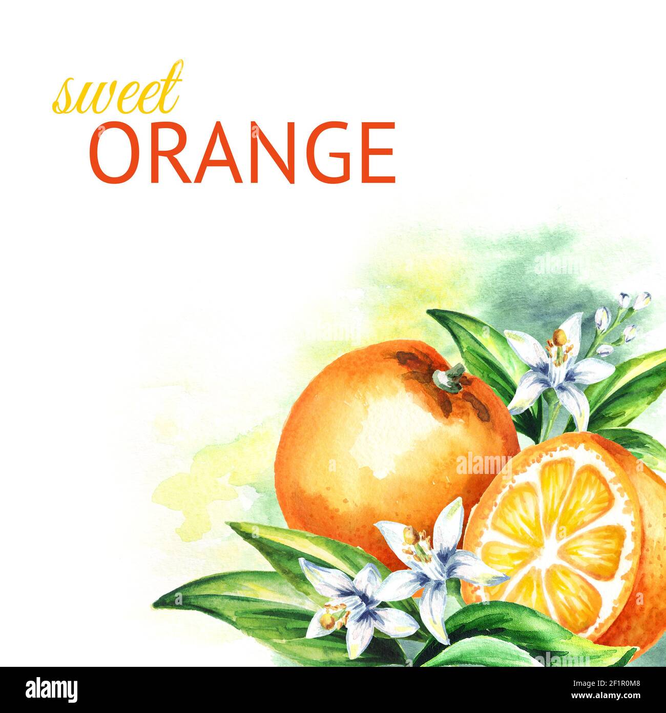 Orange background. Watercolor hand drawn illustration Stock Photo - Alamy