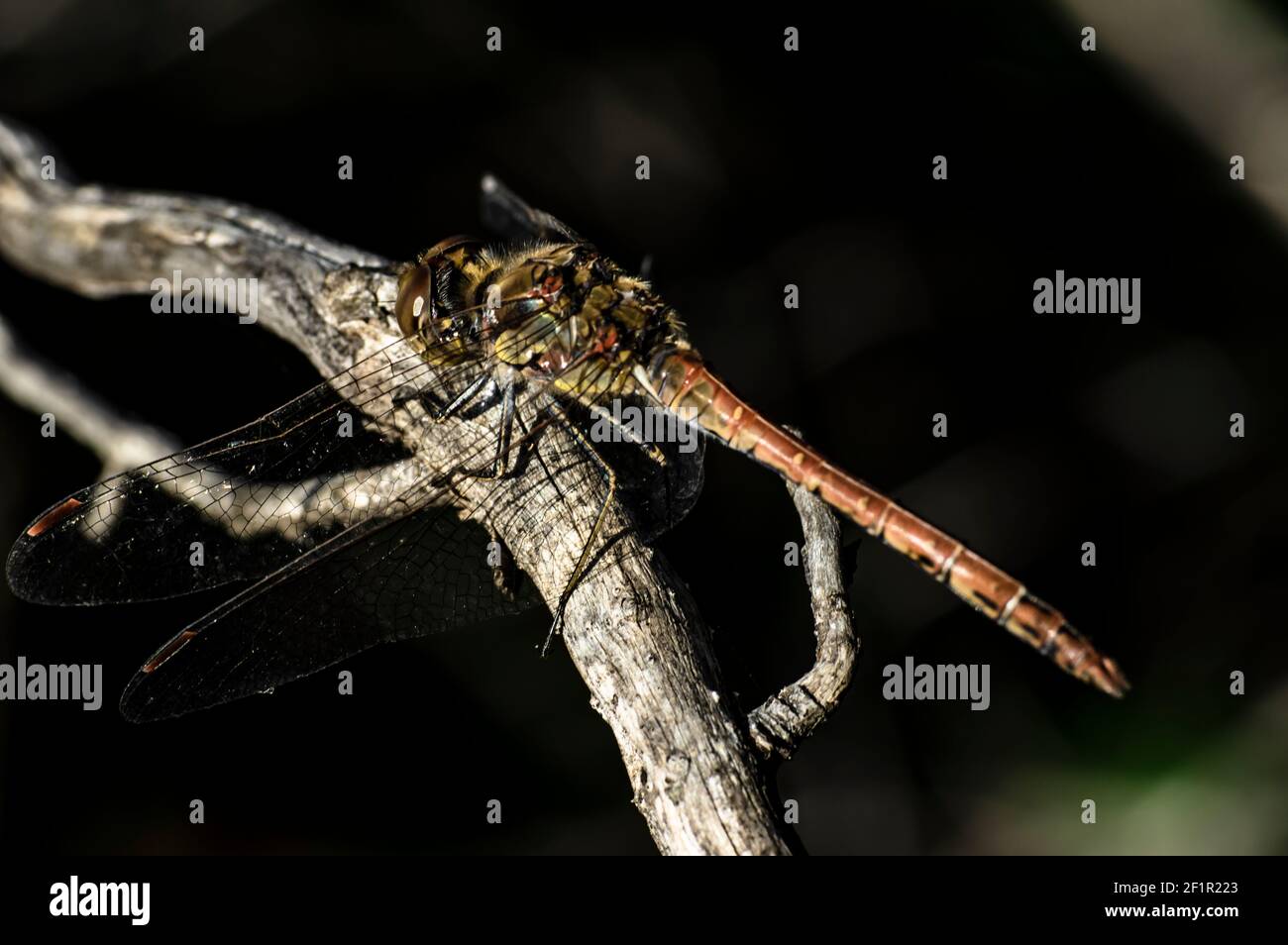 Dragonflies Macro photography in the countryside of Sardinia Italy ...