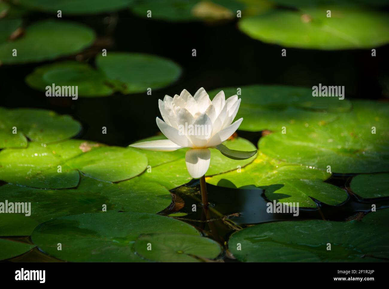Beautiful white water lily or lotus flower in lake Stock Photo - Alamy