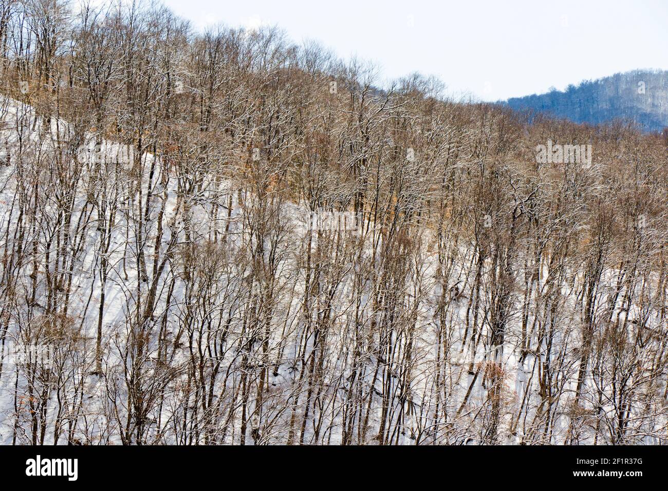Winter forest landscape and view with snow and sunlight in Georgia ...