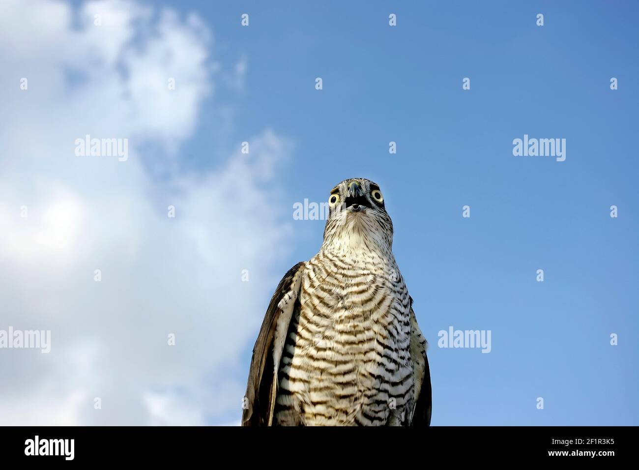 One of the most widespread and familiar large hawks in North America ...