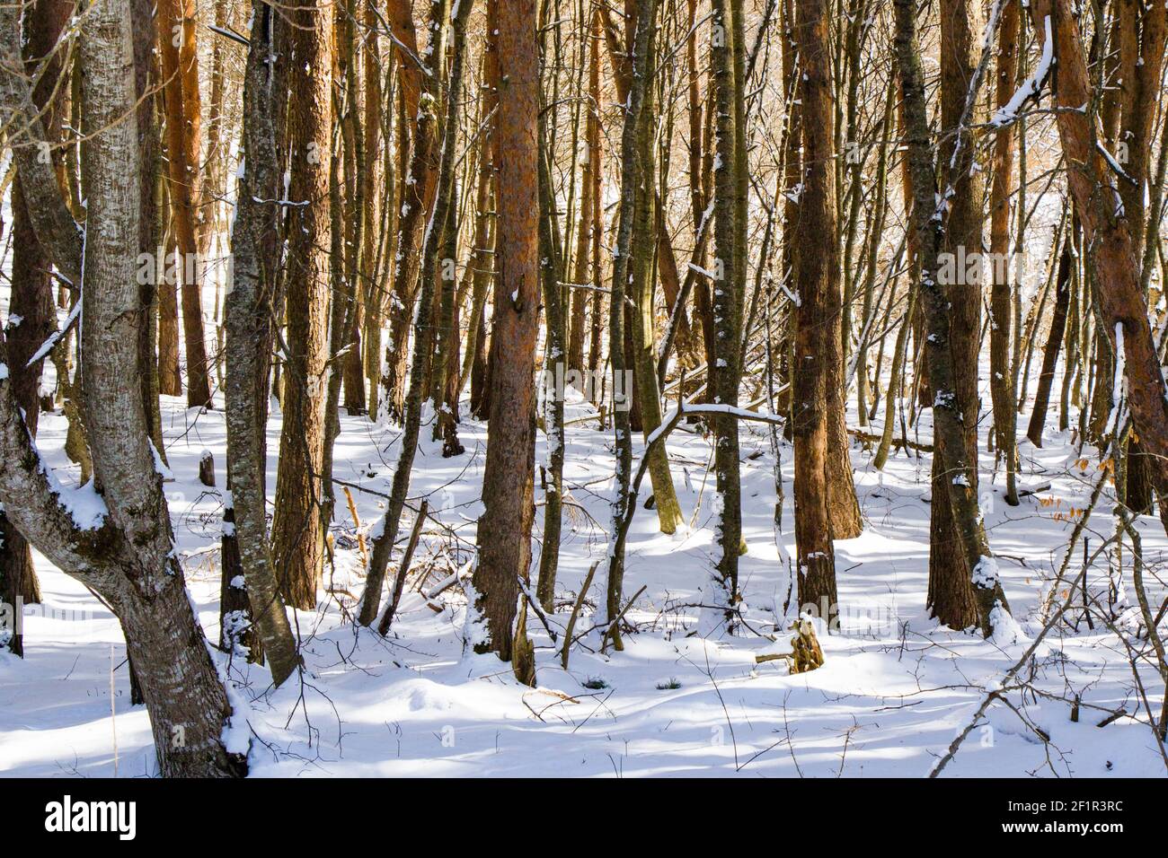 Winter forest landscape and view with snow and sunlight in Georgia ...