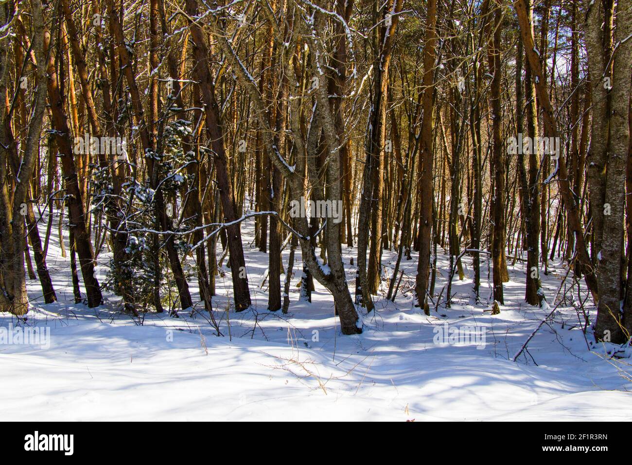 Winter forest landscape and view with snow and sunlight in Georgia ...