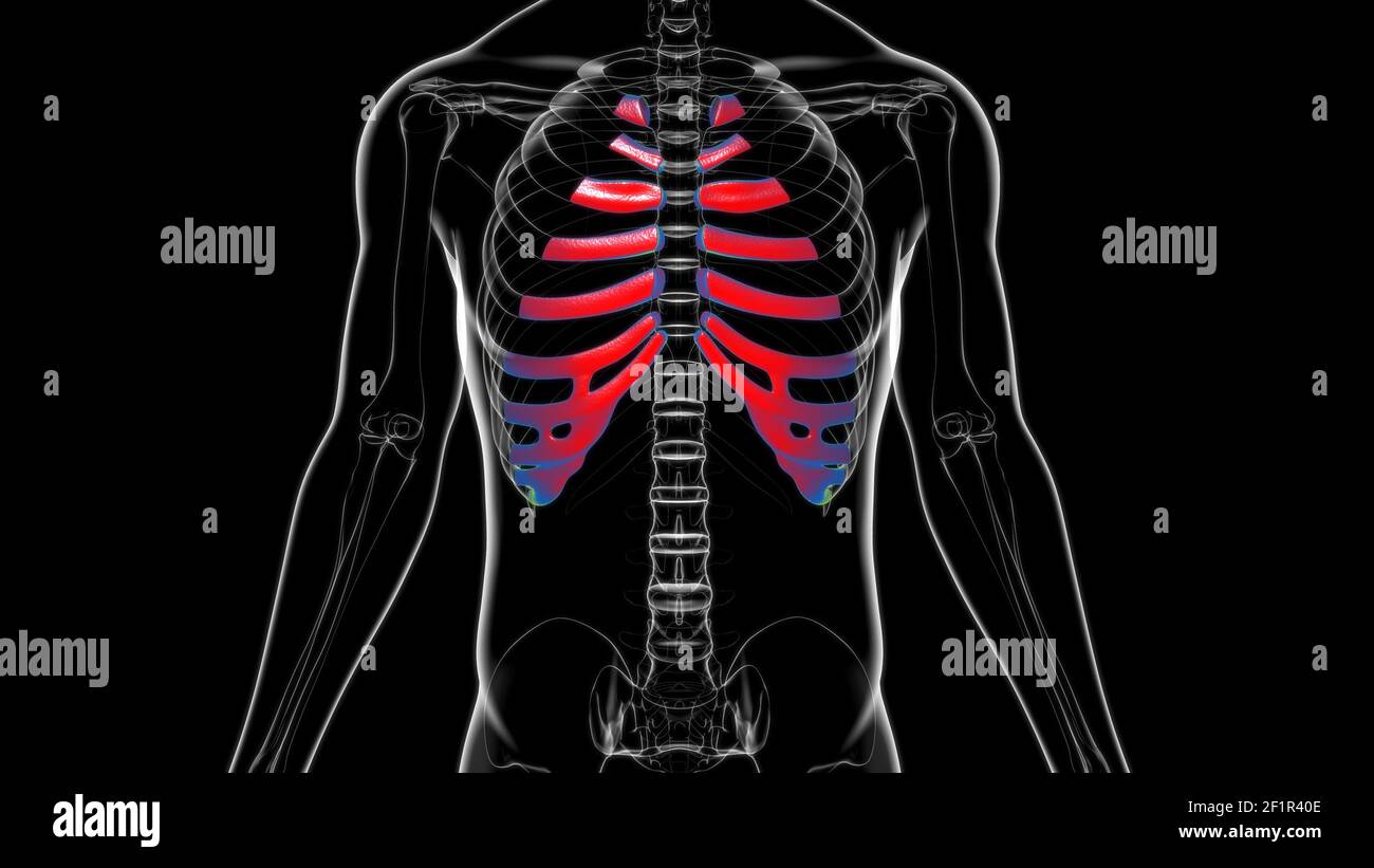 Human skeleton anatomy costal cartilage hi-res stock photography and ...
