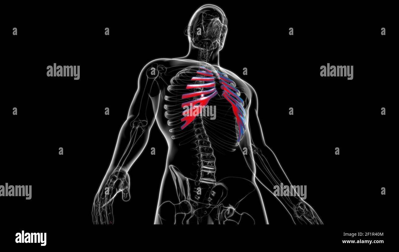 Human skeleton anatomy Costal Cartilage 3D Rendering For Medical ...