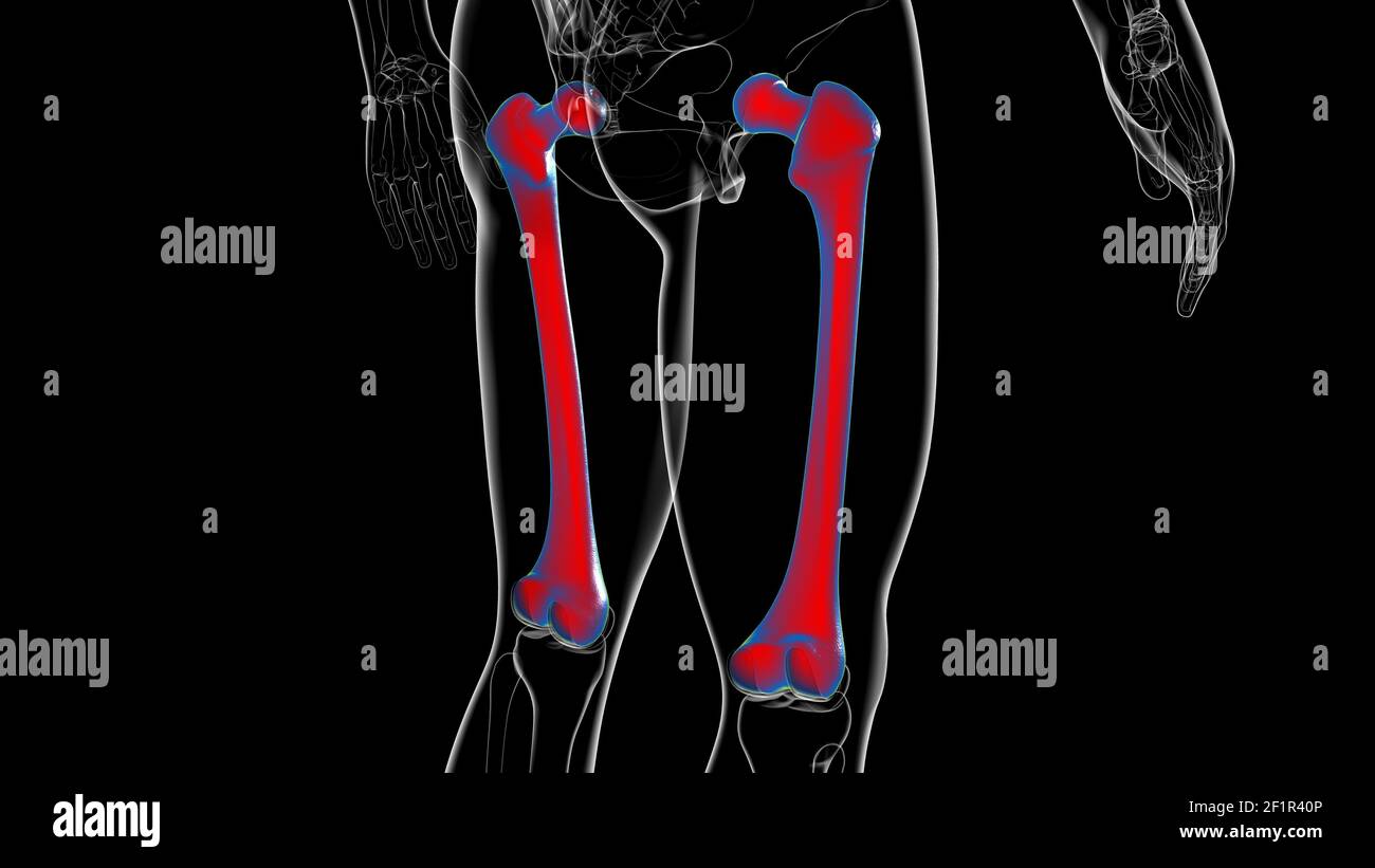 Human skeleton anatomy Femur Bone 3D Rendering For Medical Concept ...
