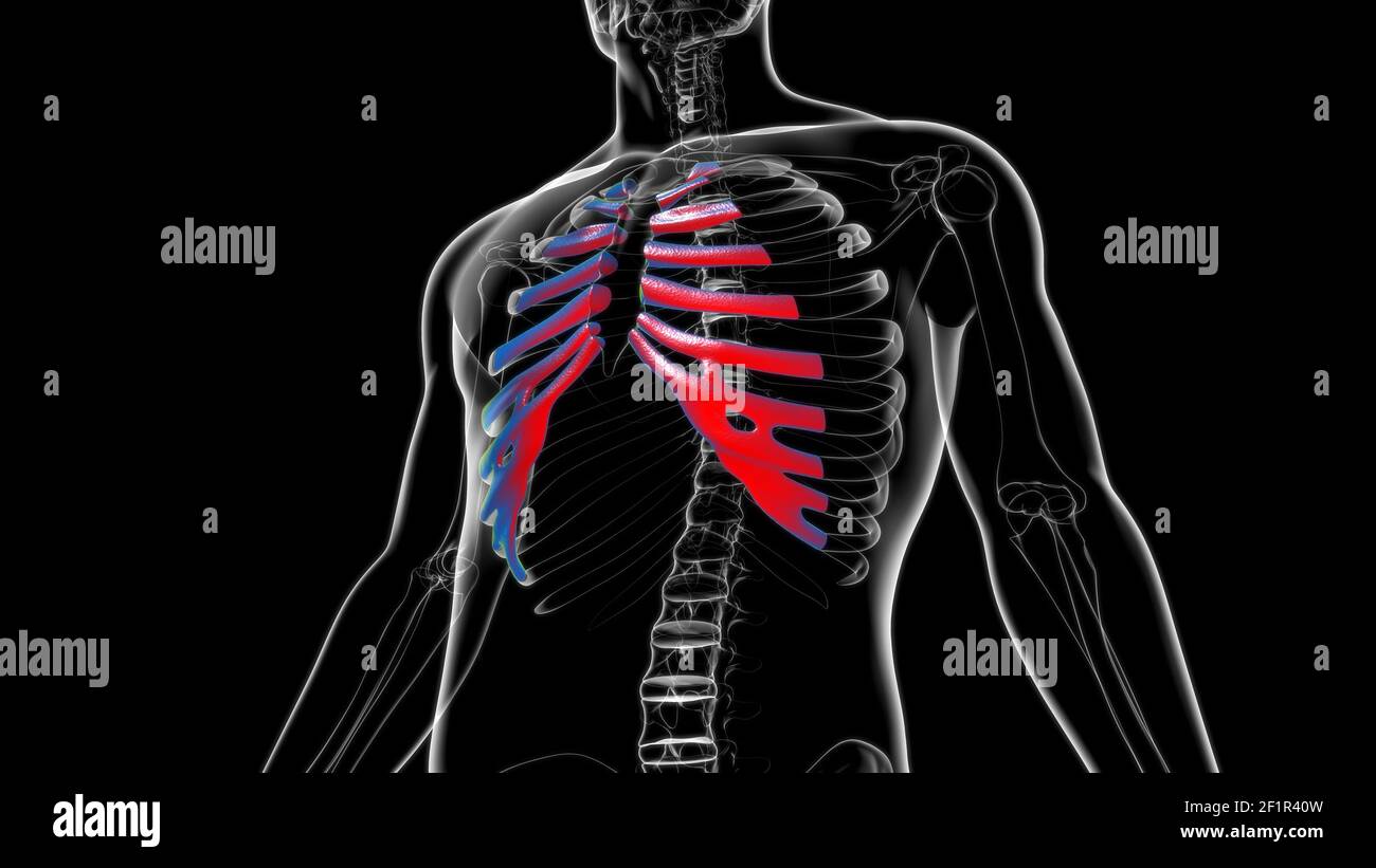 Human skeleton anatomy Costal Cartilage 3D Rendering For Medical ...