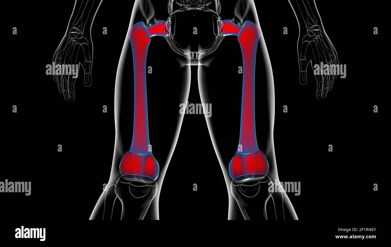 Human skeleton anatomy Femur Bone 3D Rendering For Medical Concept ...