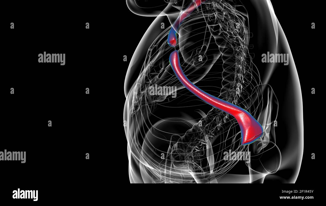 Human skeleton anatomy Clavicle Bones 3D Rendering For Medical Concept ...