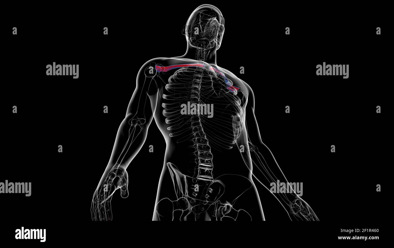 Human skeleton anatomy Clavicle Bones 3D Rendering For Medical Concept ...