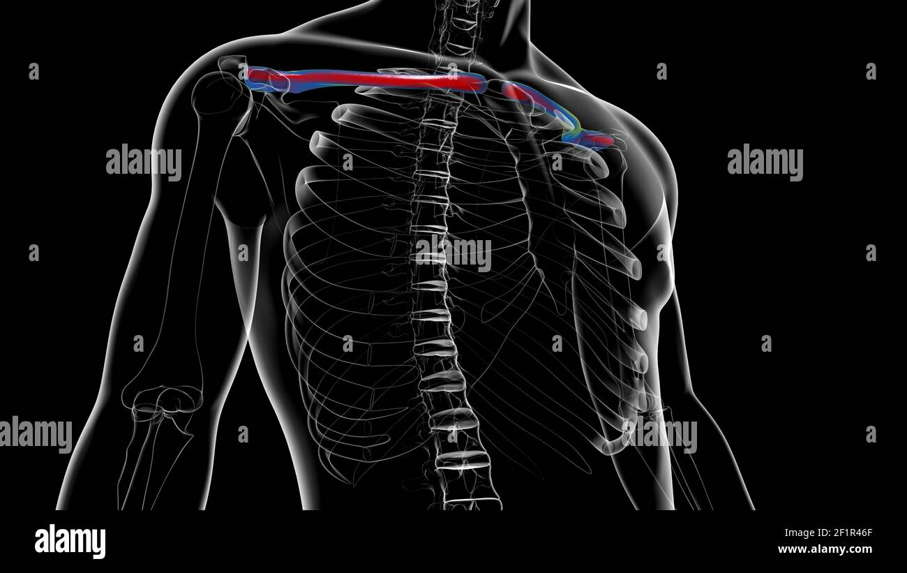 Human skeleton anatomy Clavicle Bones 3D Rendering For Medical Concept ...